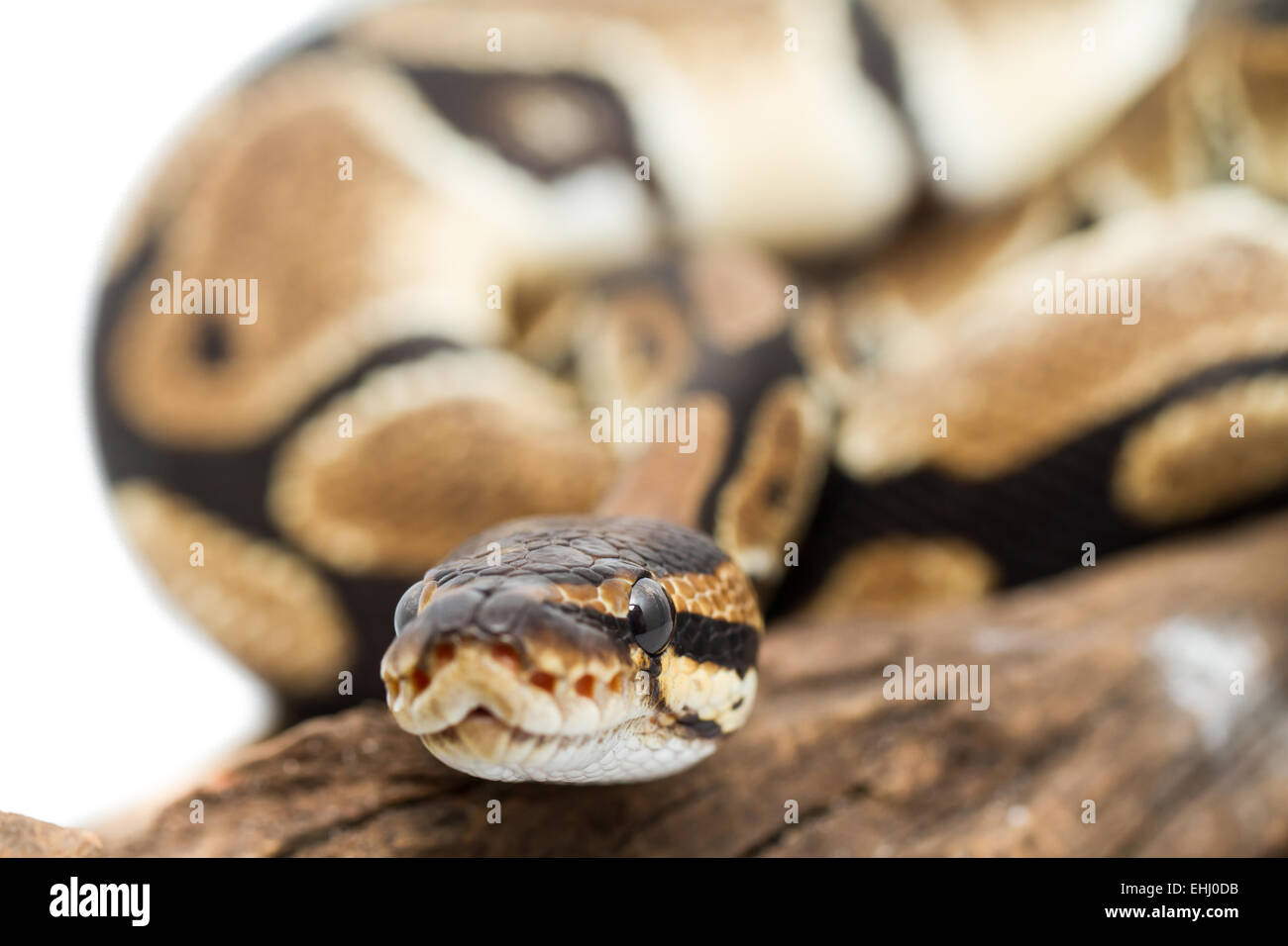 Ball Python close up (Python Regius Stock Photo - Alamy