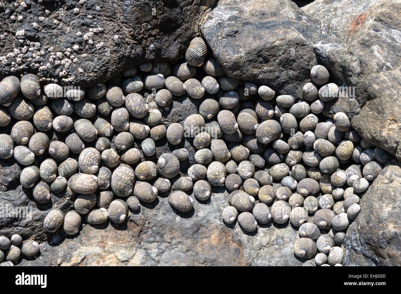 Spectacular volcanic rock coastline hi-res stock photography and images ...