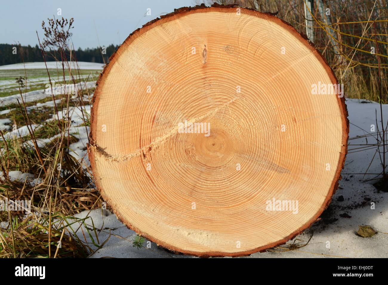 Tree rings hi-res stock photography and images - Alamy