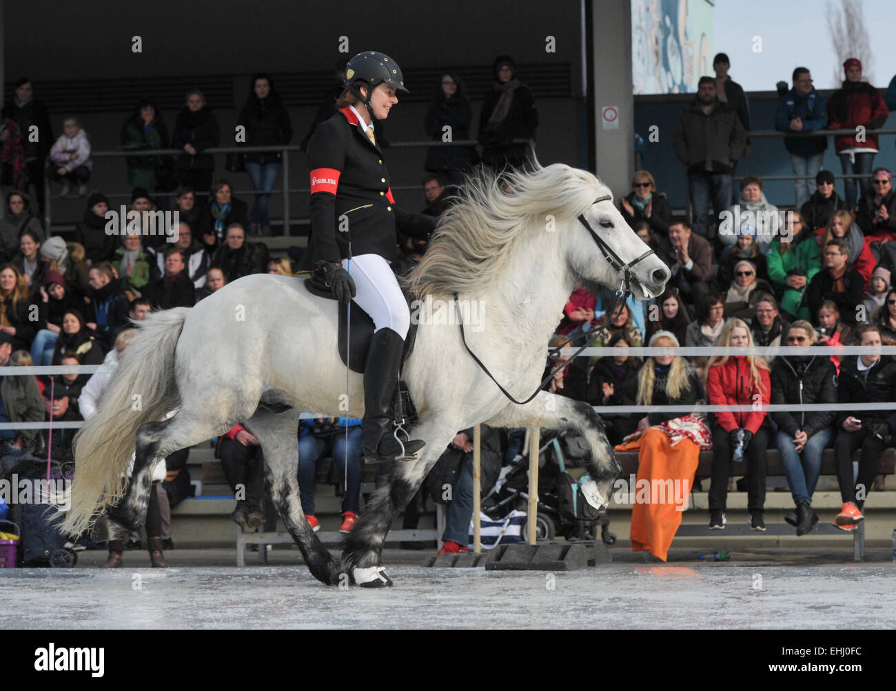 Icelandic Horse Tolt