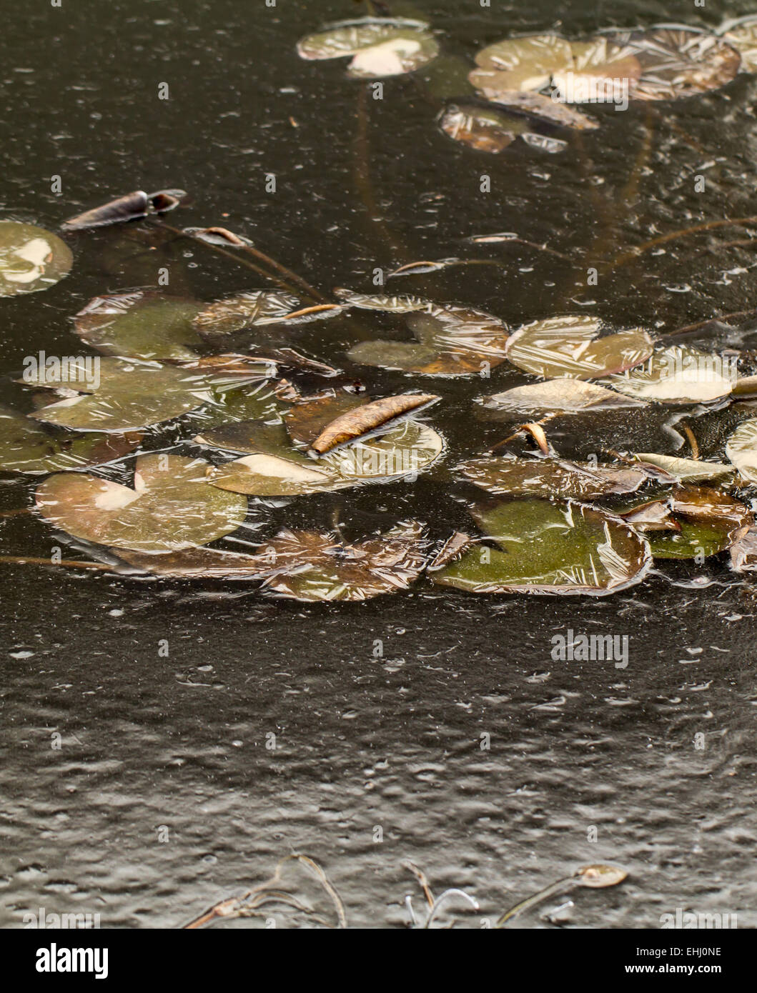 Plants ice hi-res stock photography and images - Alamy