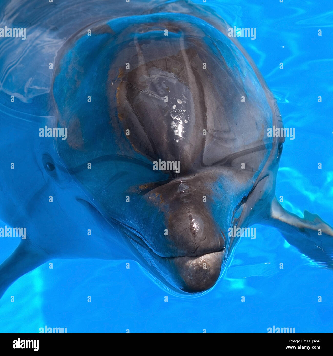 Portrait gallery(Tursiops truncatus),square Stock Photo - Alamy