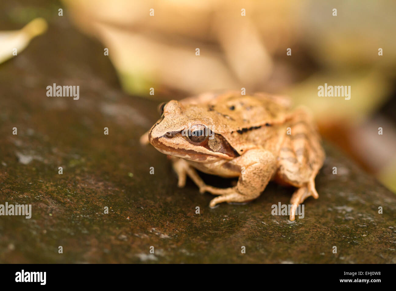 Frog skin close up hi-res stock photography and images - Alamy