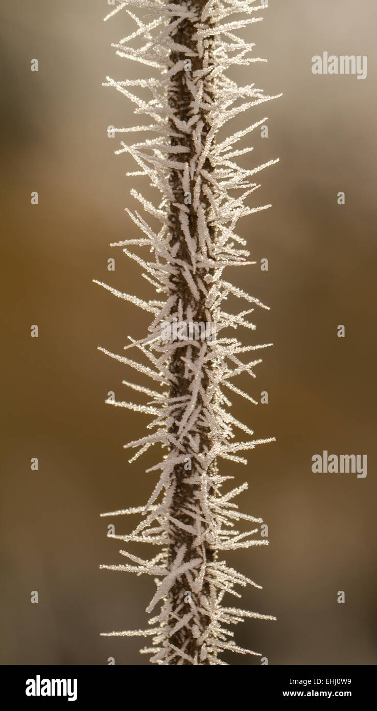 Thin branch hi-res stock photography and images - Alamy