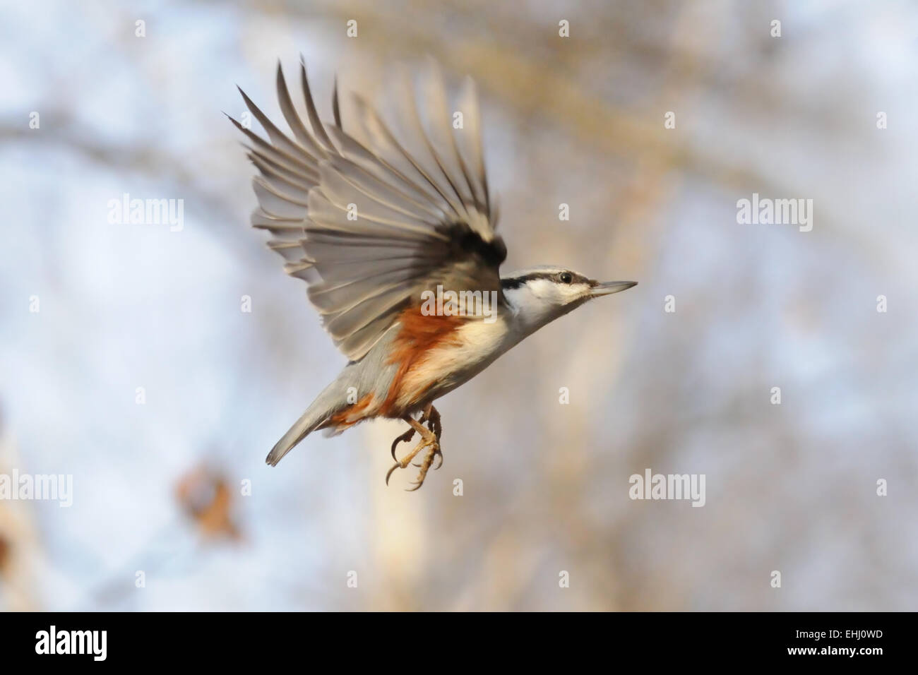 Flying nuthatch hi-res stock photography and images - Alamy