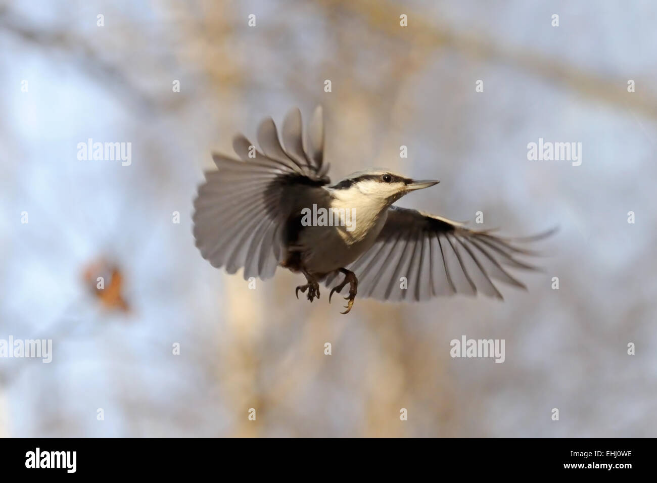 Profile bird flying hi-res stock photography and images - Alamy