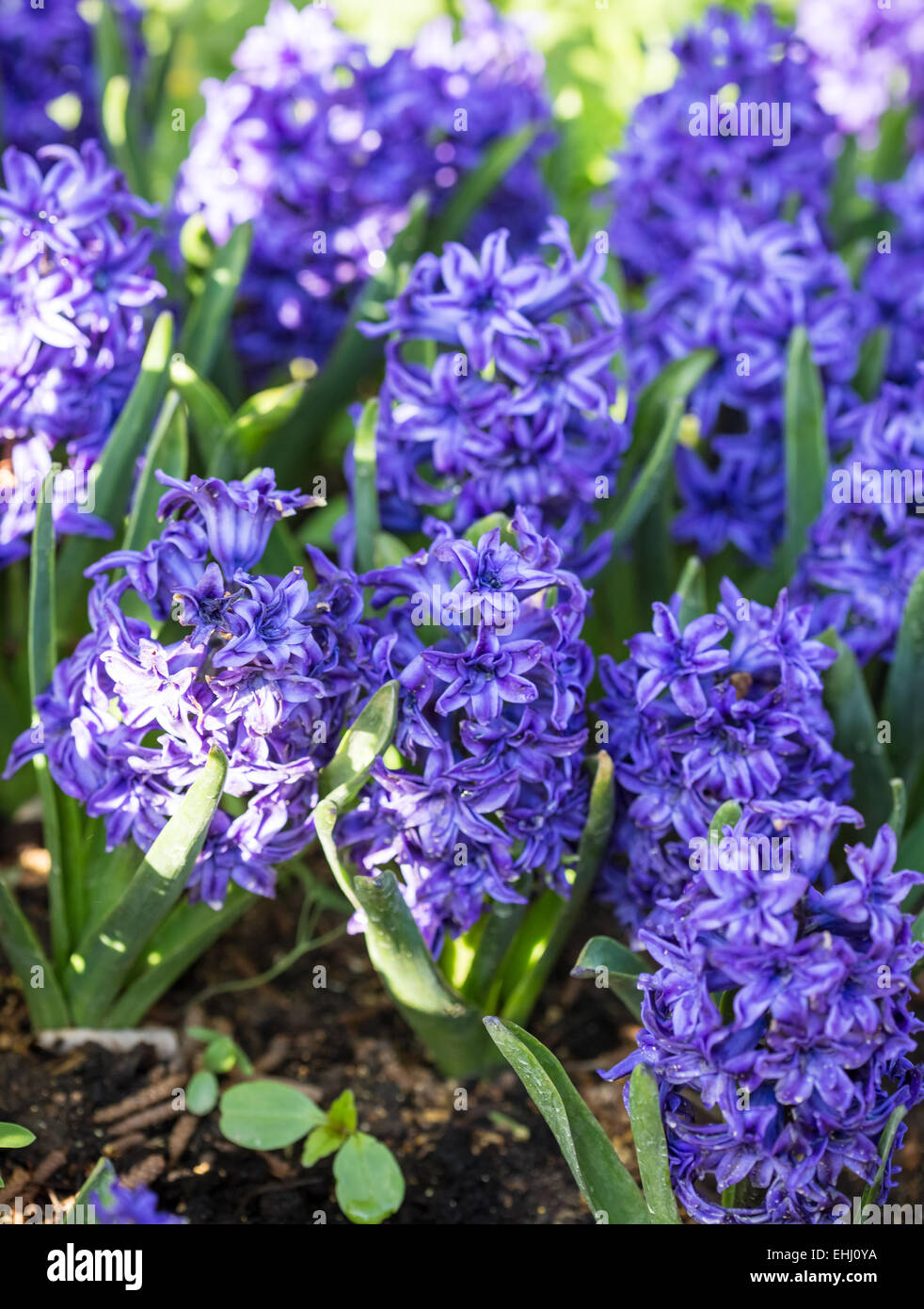 Purple hyacinths flowers in the spring garden Stock Photo - Alamy
