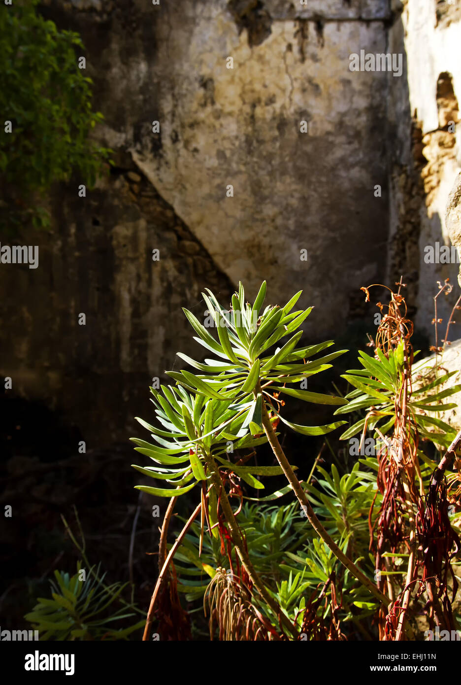 Building and nature hi-res stock photography and images - Alamy