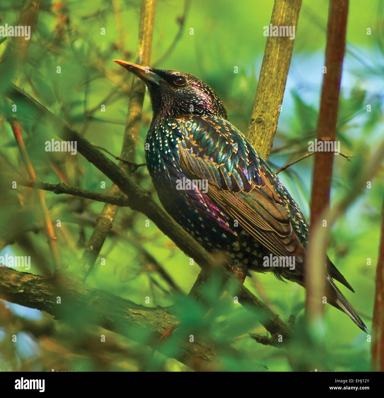 Starling(Sturnus vulgaris) on the branch of a green background square ...