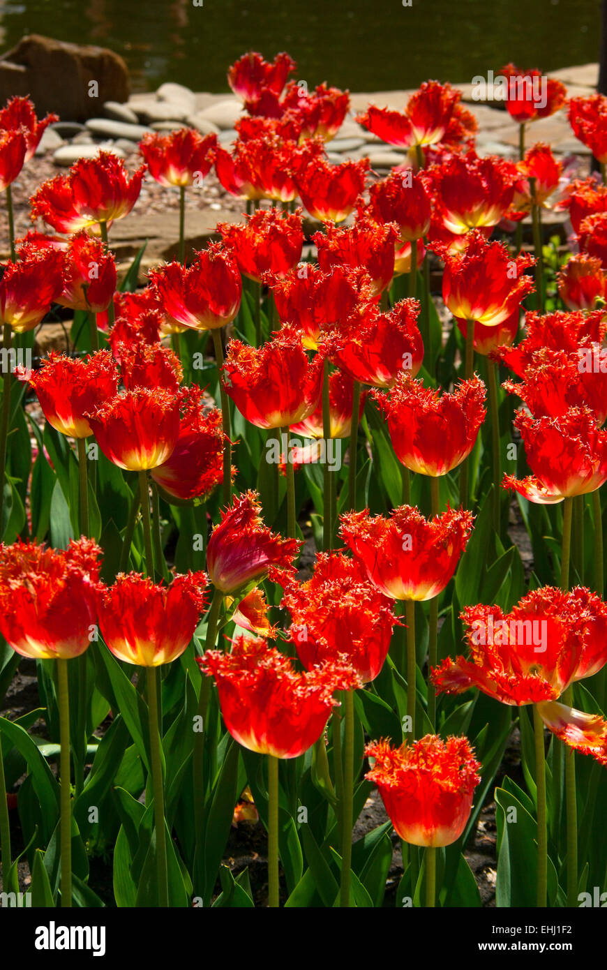 Green stems hi-res stock photography and images - Alamy