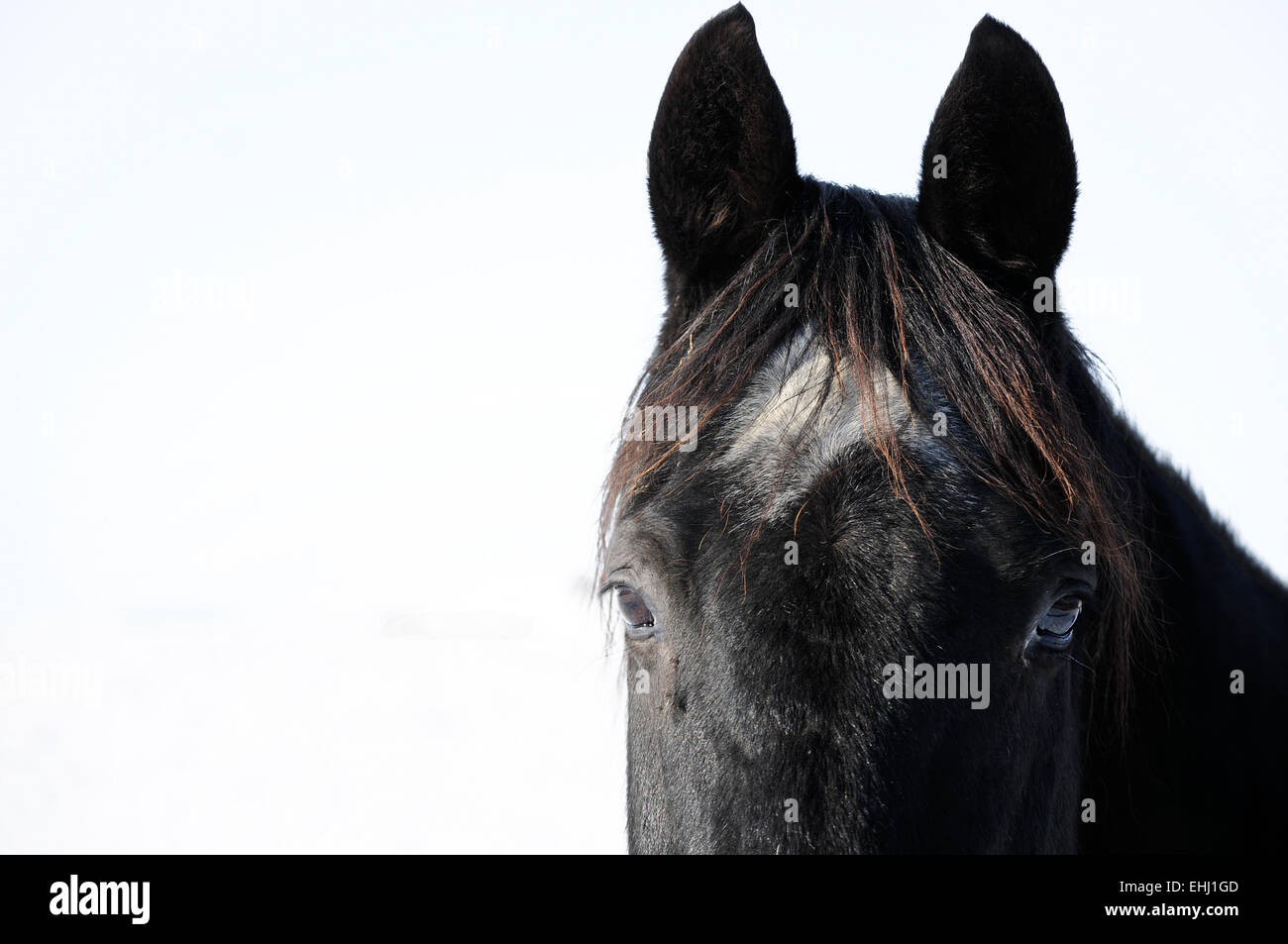 Black horse head white stripe hi-res stock photography and images - Alamy