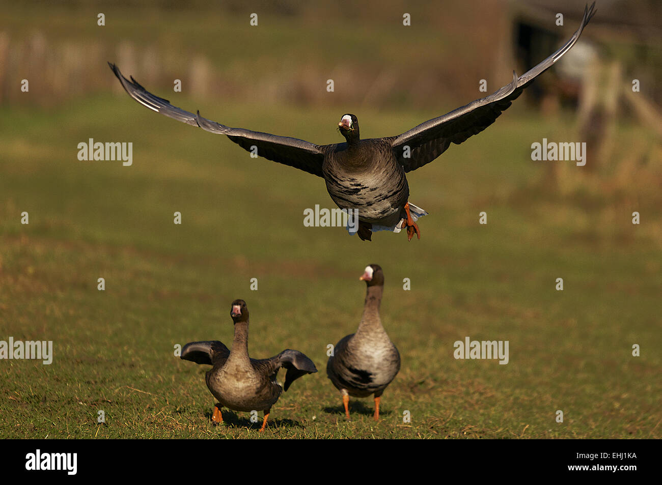 Greater White Fronted Geese Stock Photo - Alamy