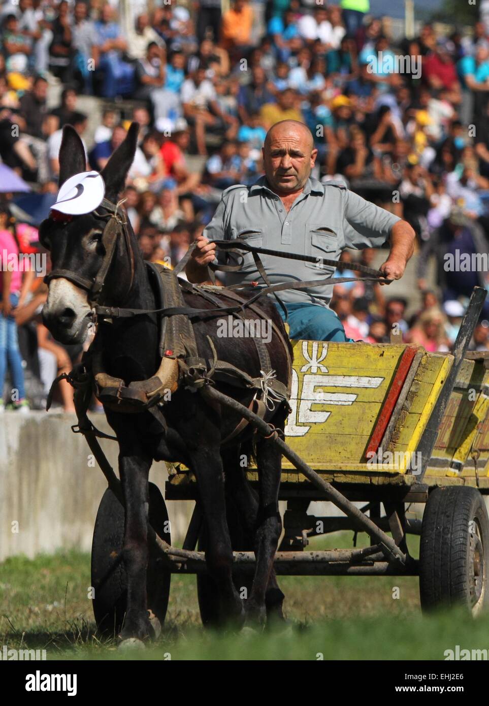 Competitors ride their donkey carts during a race competition in the ...