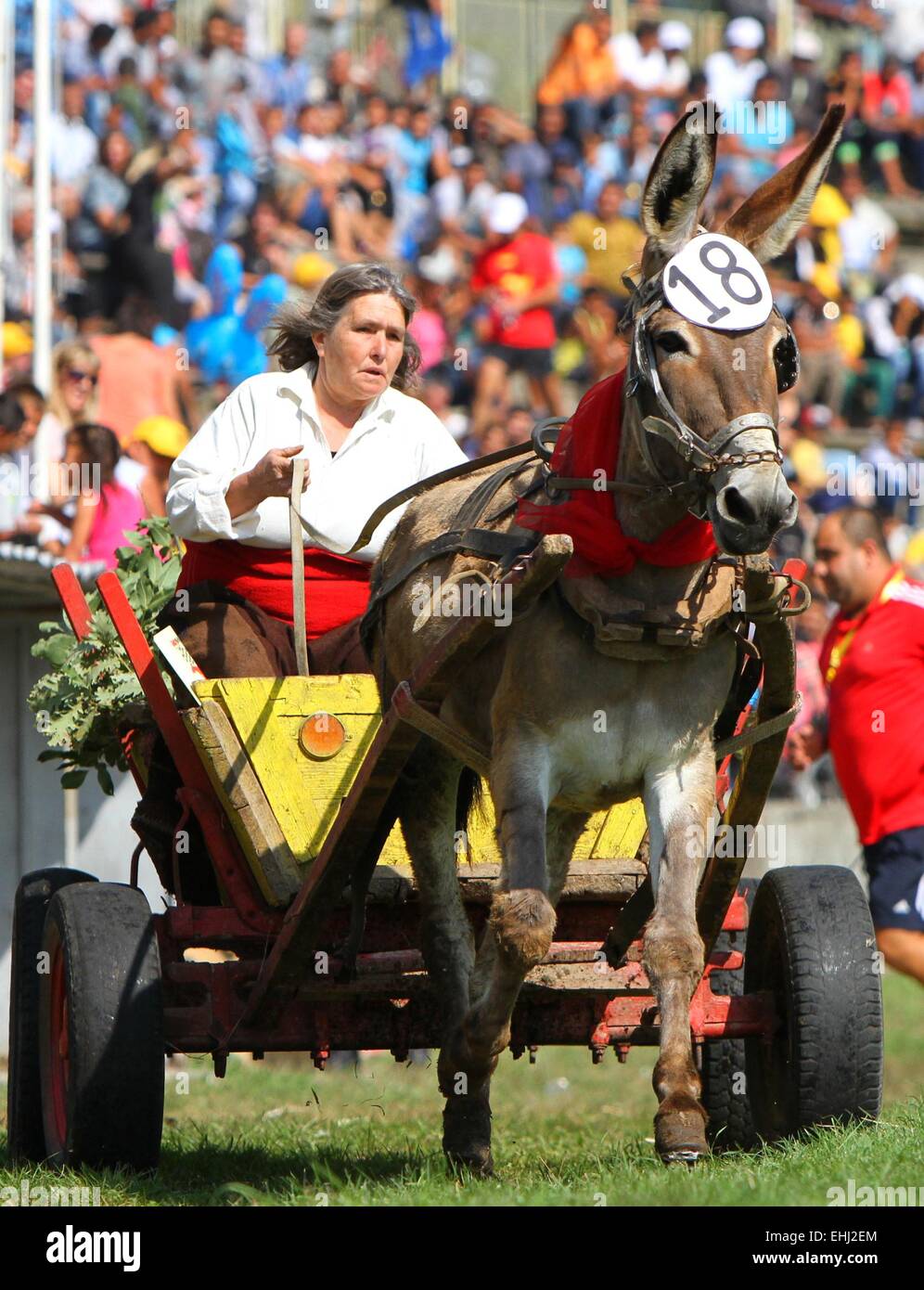 Competitors ride their donkey carts during a race competition in the ...