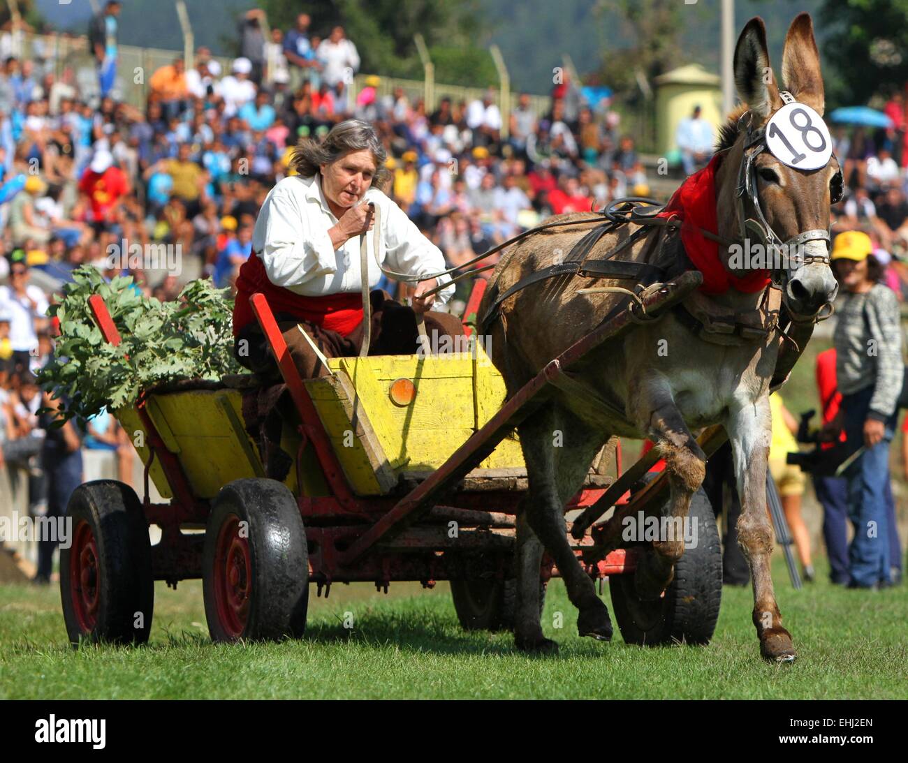 Competitors ride their donkey carts during a race competition in the ...