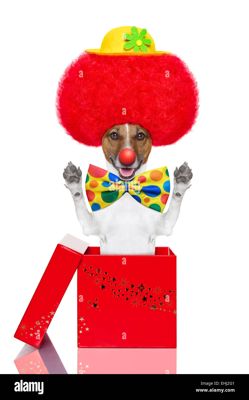 clown dog with red wig and hat Stock Photo - Alamy
