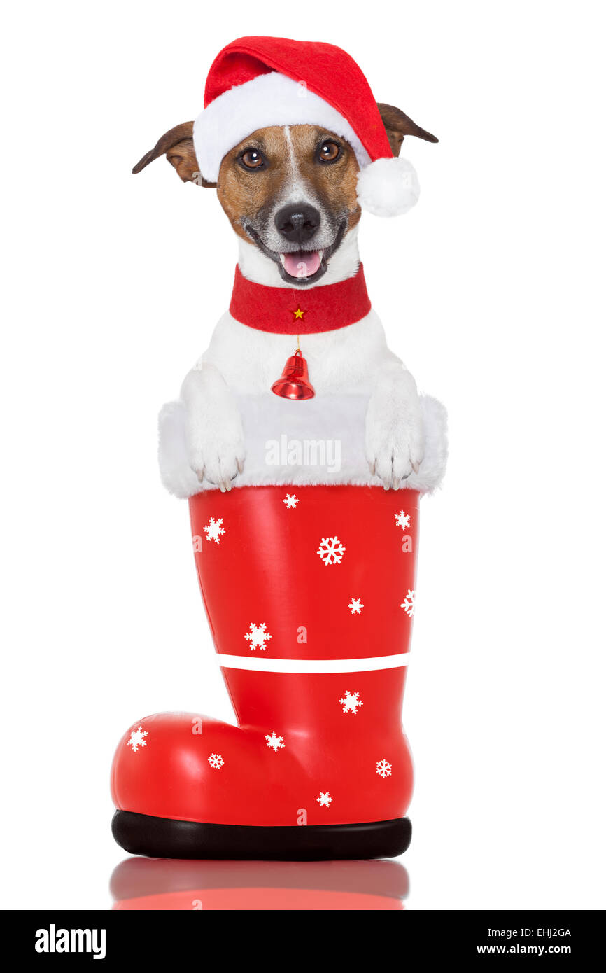 Jack russell terrier in santa hi-res stock photography and images - Alamy