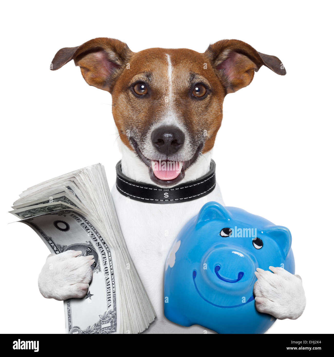Dog With Money