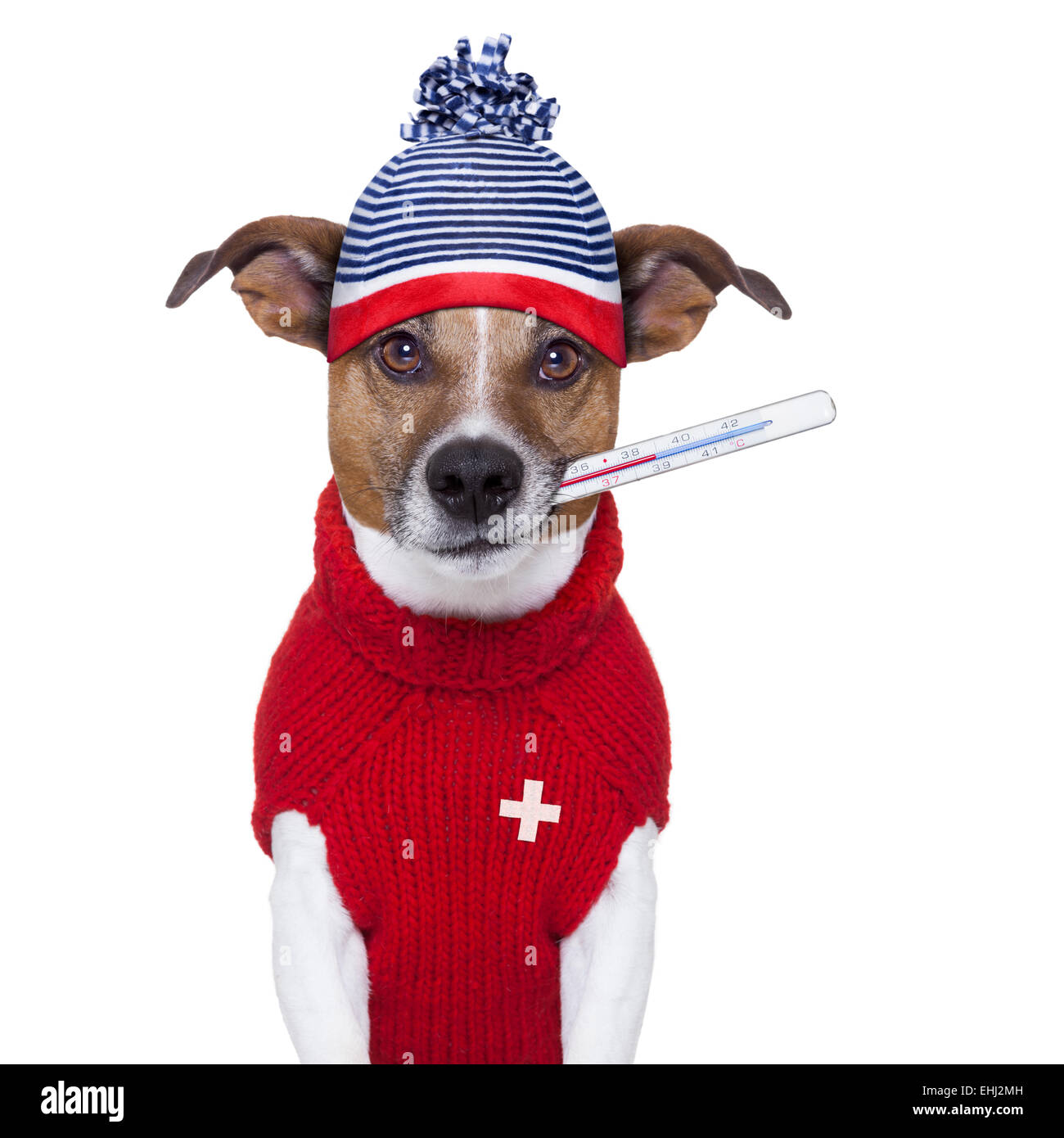 sick ill cold dog with fever Stock Photo - Alamy