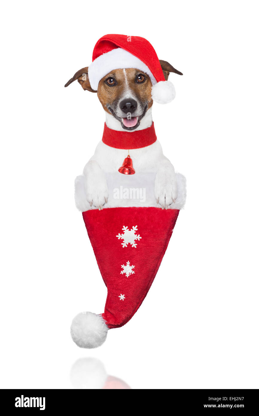 Jack russell terrier in santa hi-res stock photography and images - Alamy