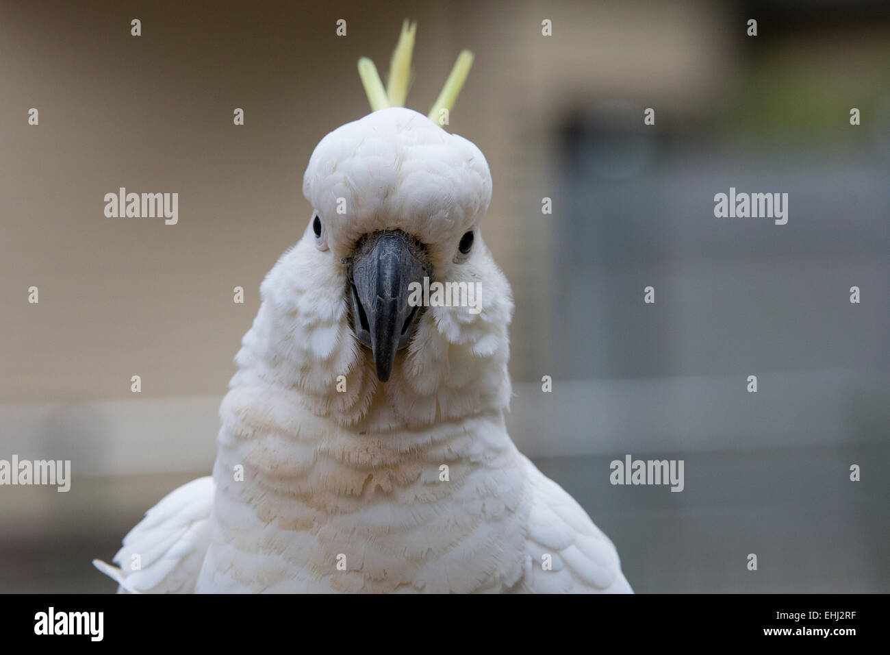 Close up head cockatoo parrot hi-res stock photography and images - Alamy