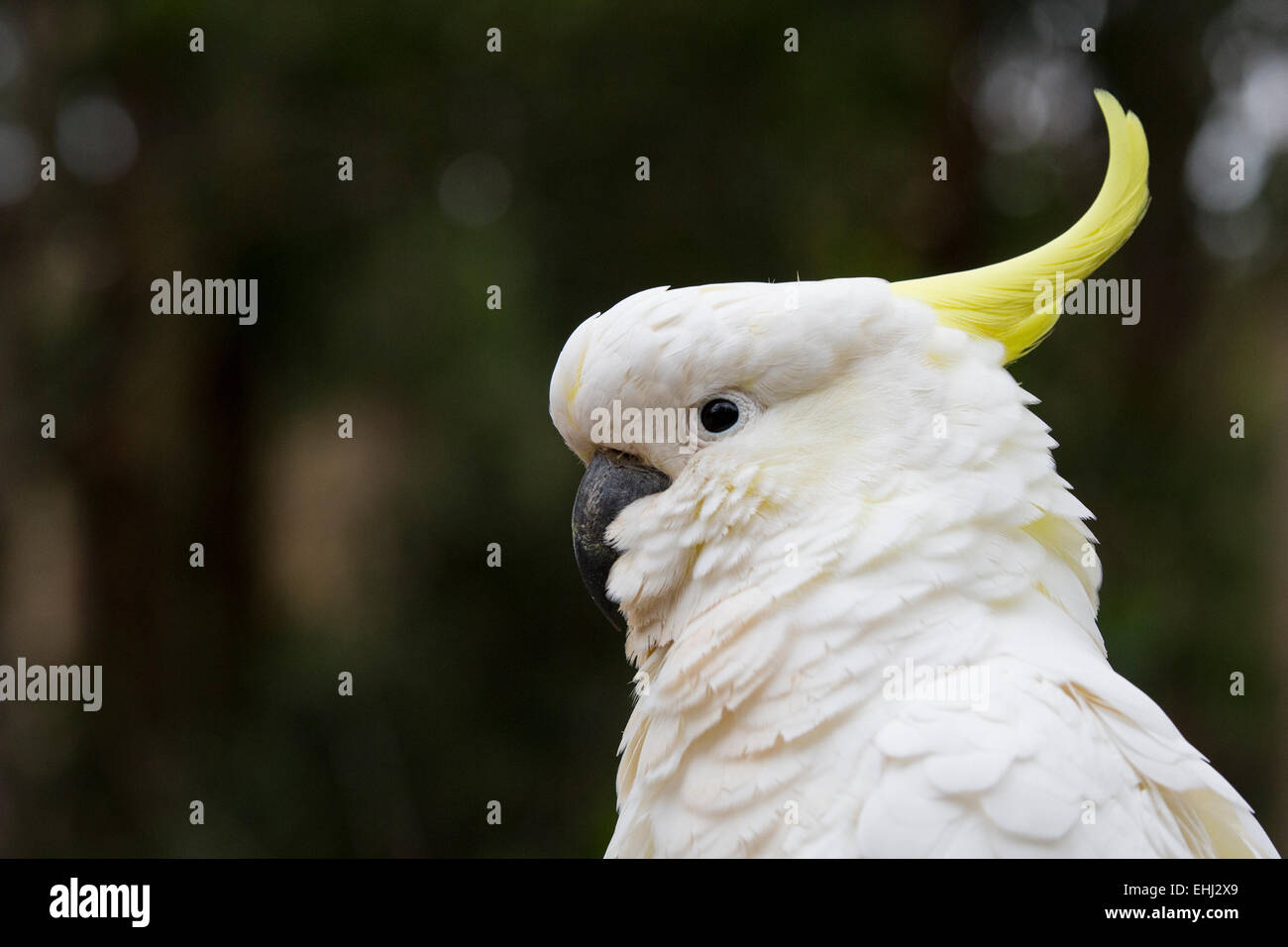 Close up head cockatoo parrot hi-res stock photography and images - Alamy