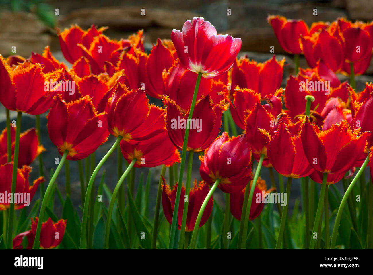 And green stems hi-res stock photography and images - Alamy