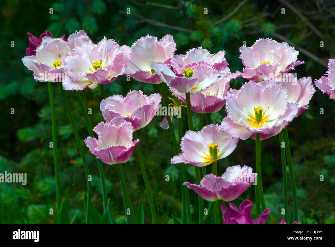 Green stems hi-res stock photography and images - Alamy