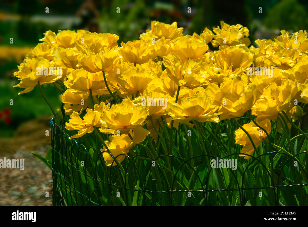 And green stems hi-res stock photography and images - Alamy