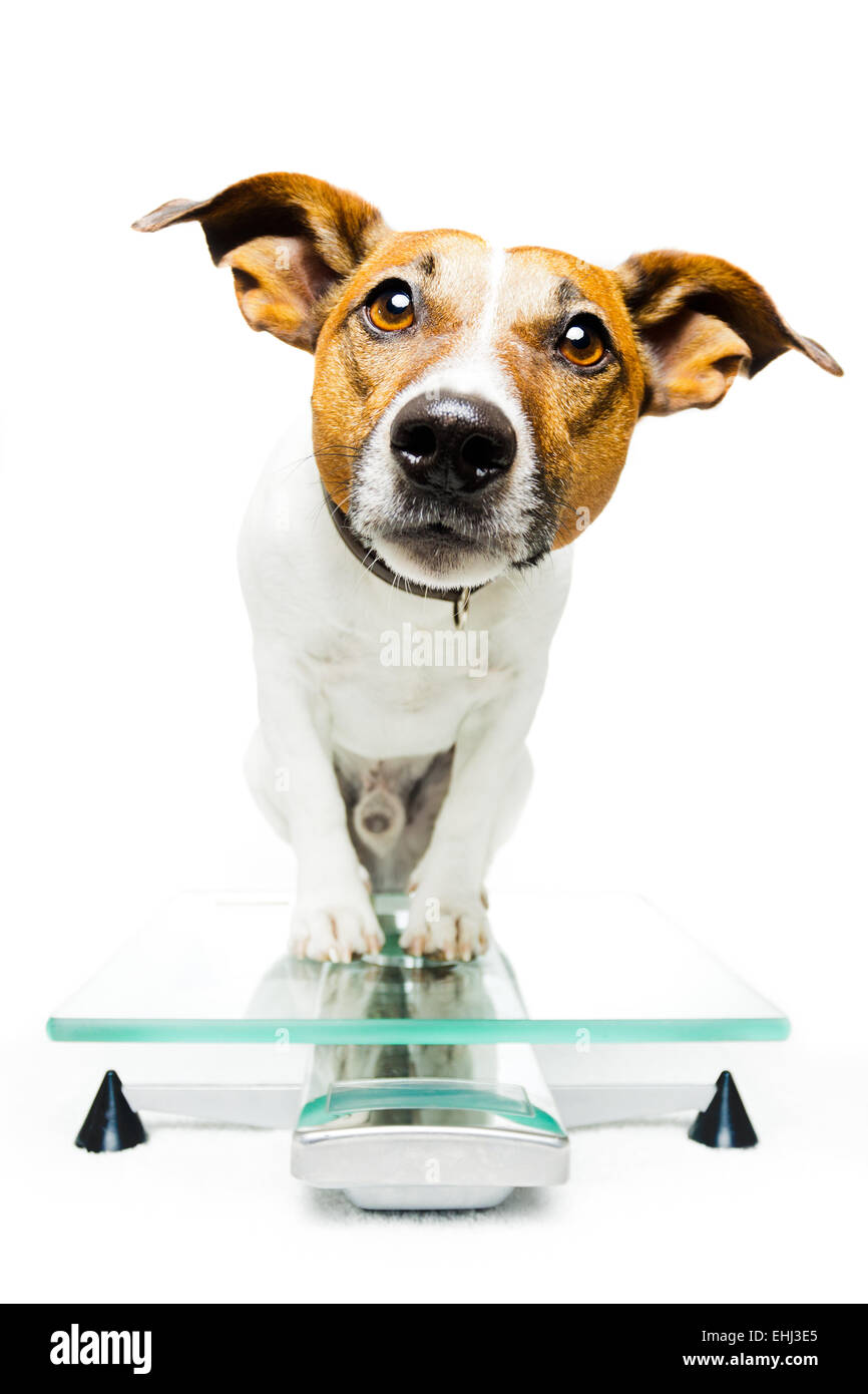 dog on scale Stock Photo - Alamy