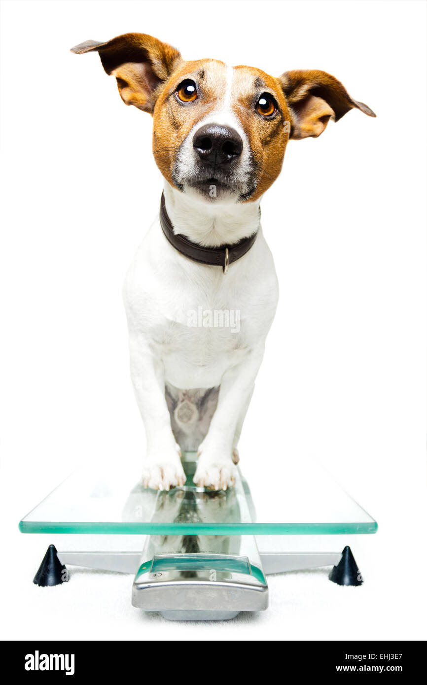 dog on scale Stock Photo - Alamy