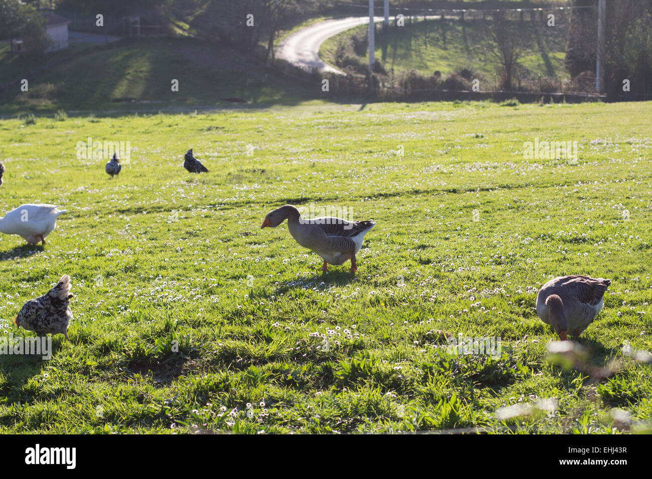 Goose and hen hi-res stock photography and images - Alamy