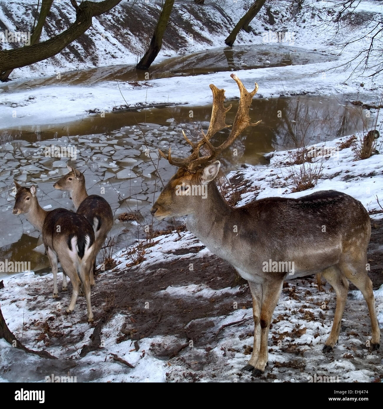 Deer(Dama dama)Kharkiv zoo,Europe,Ukraine,square Stock Photo - Alamy