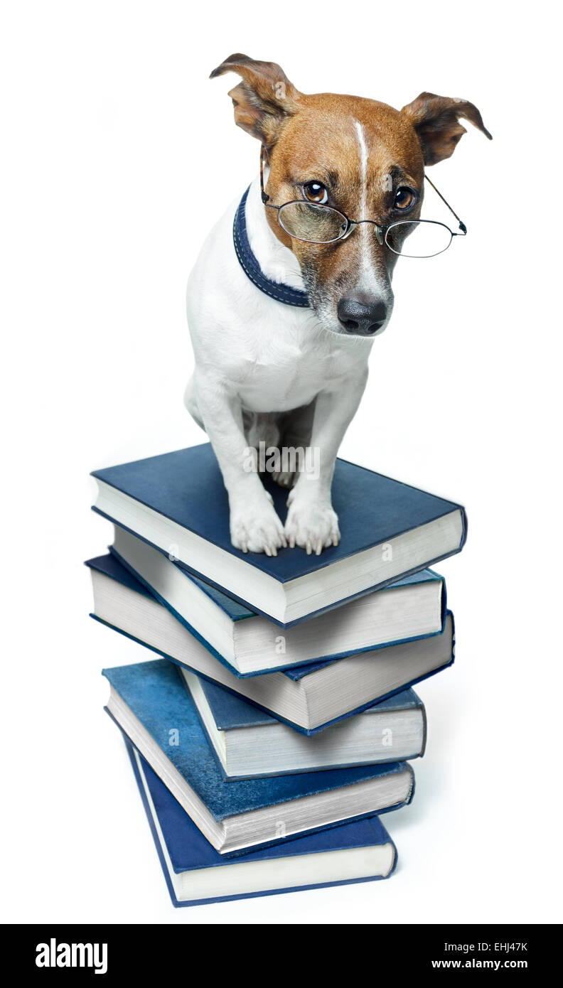 dog book stack Stock Photo - Alamy