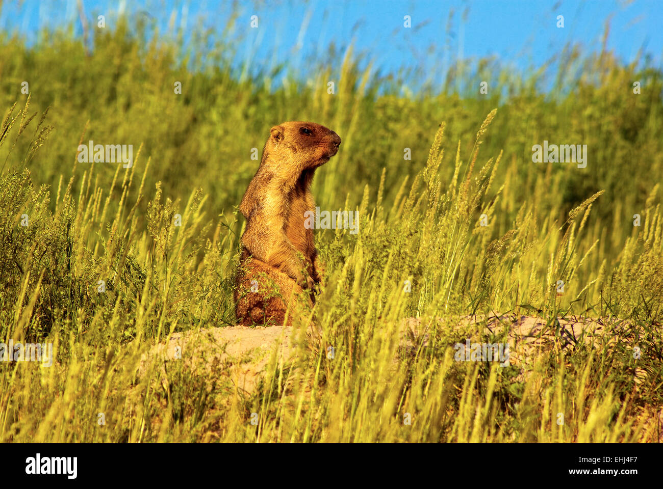 Steppe marmot(Marmota bobak)Europe,Ukraine,Kharkov region,horizontal ...