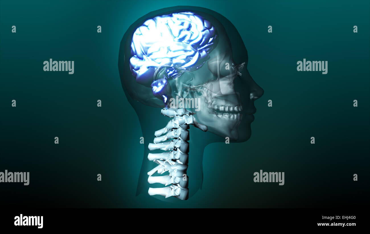 highly detailed animation of a human brain Stock Photo - Alamy