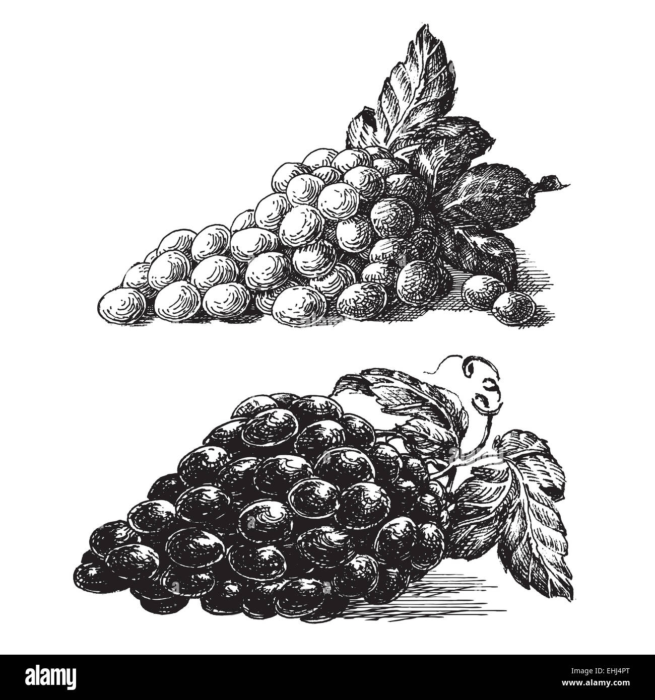 grapes on a white background. sketch Stock Photo - Alamy