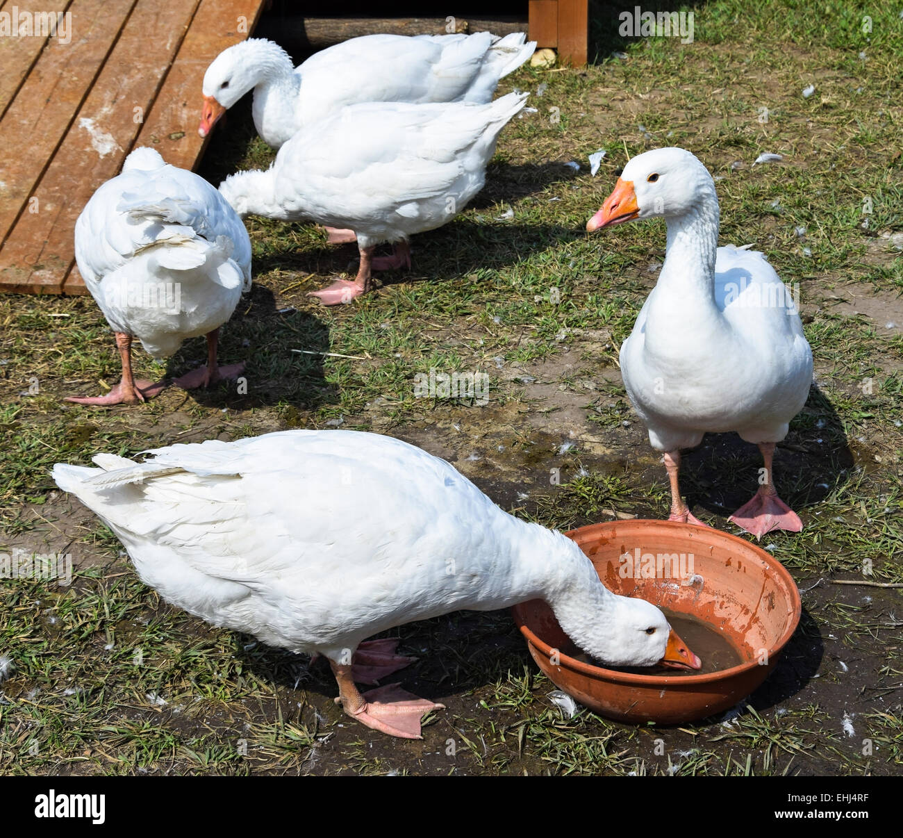Poultry geese hi-res stock photography and images - Alamy
