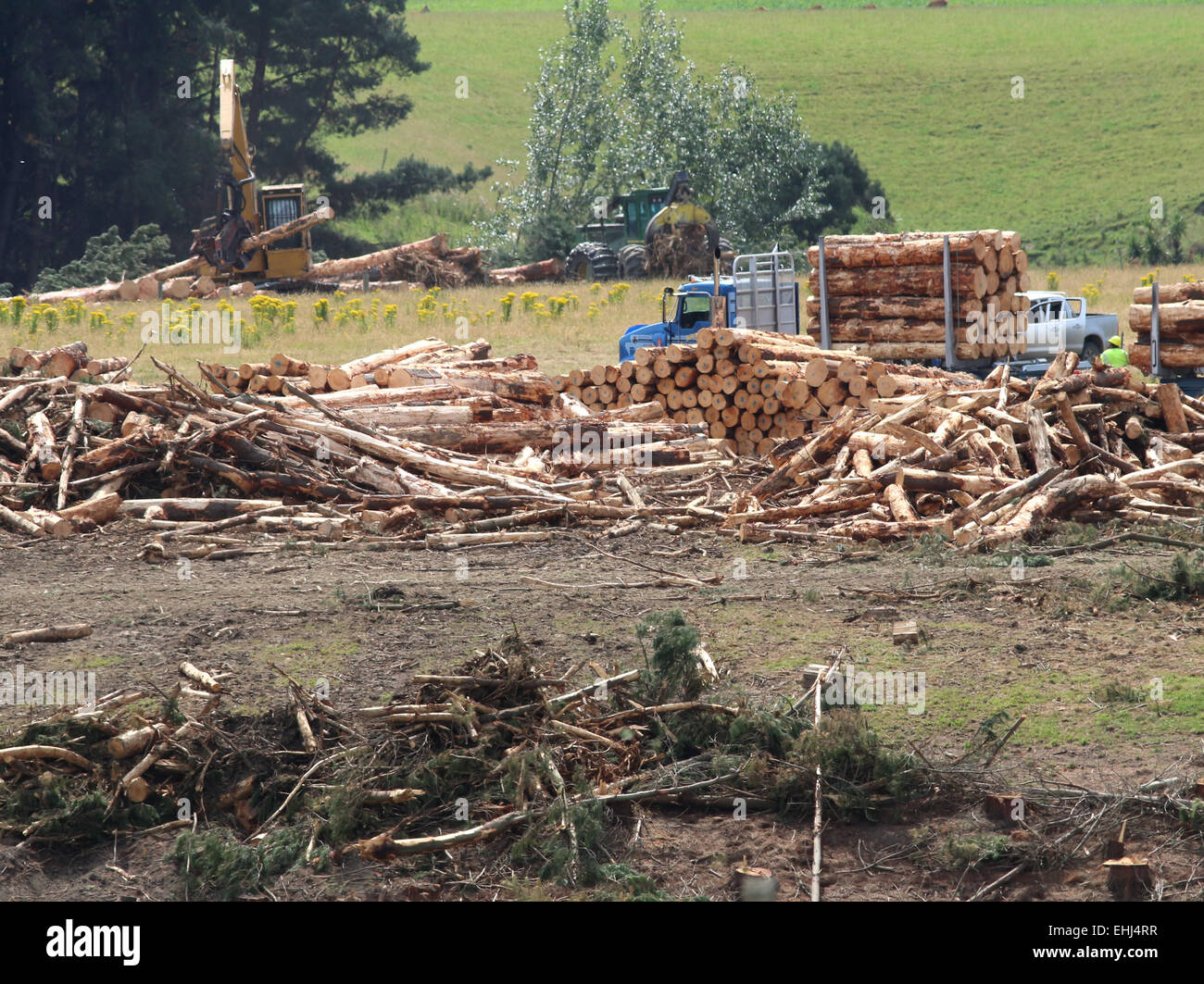 Logging operations hi-res stock photography and images - Alamy