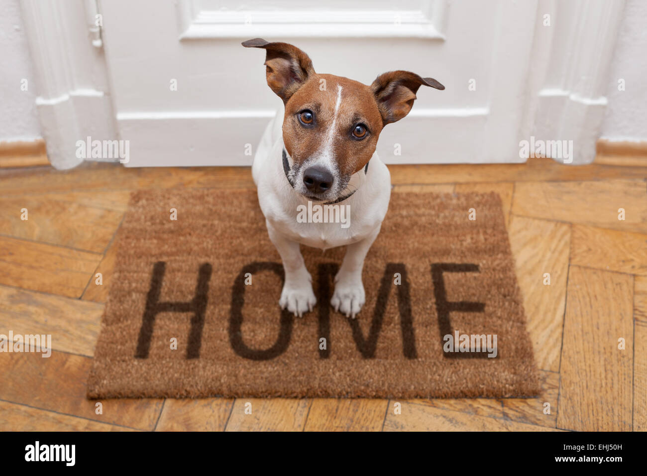 Welcome home dog hi-res stock photography and images - Alamy