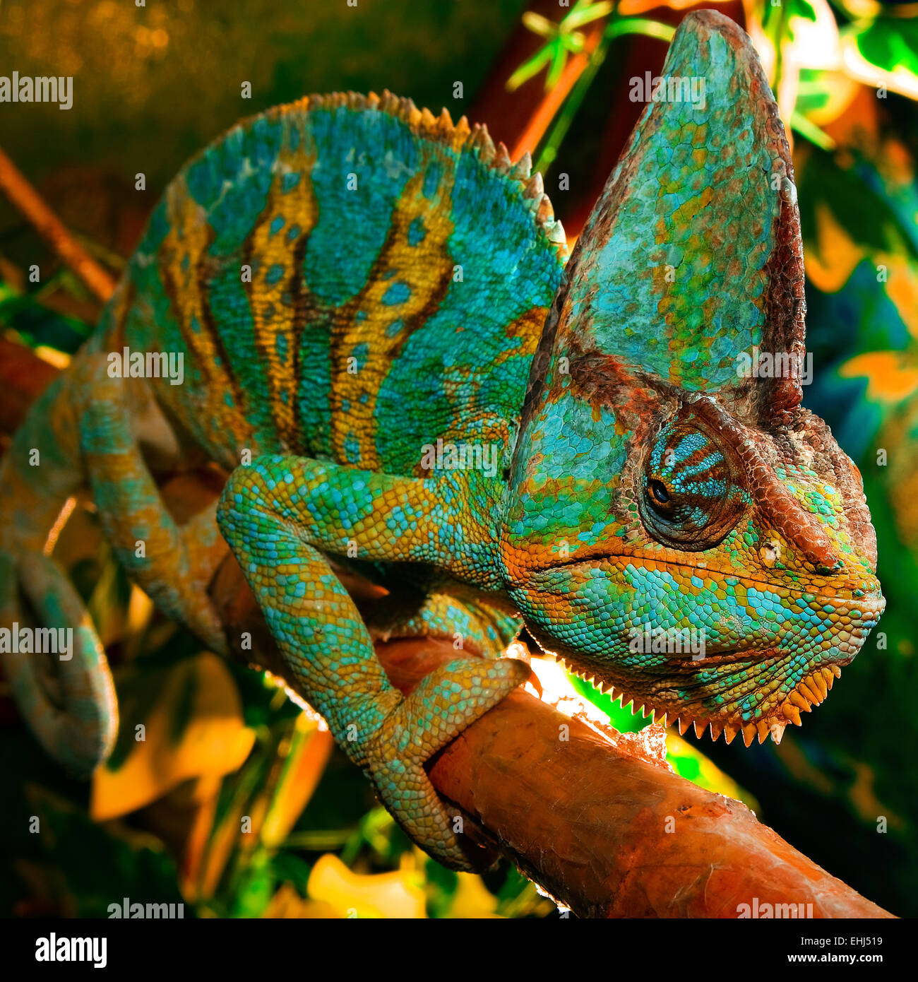 Square for coloring hi-res stock photography and images - Alamy