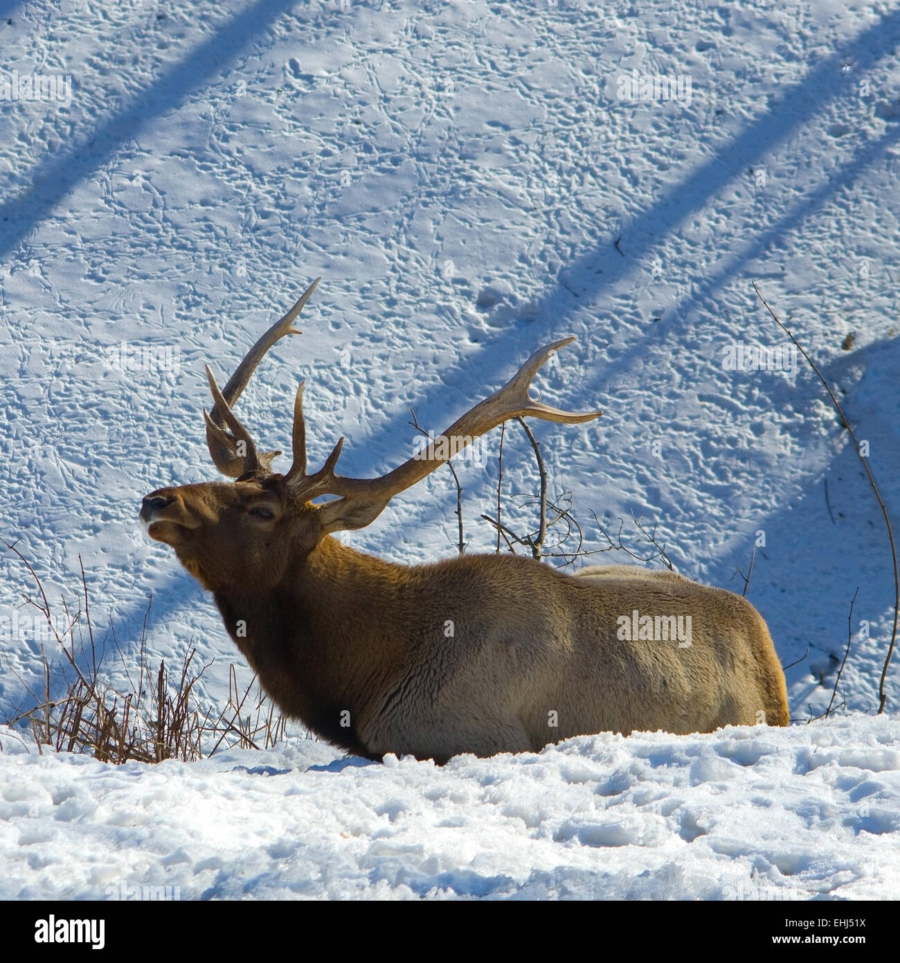 Deer(Cervus elaphus)in the snow Kharkiv zoo,Europe,Ukraine,square Stock ...