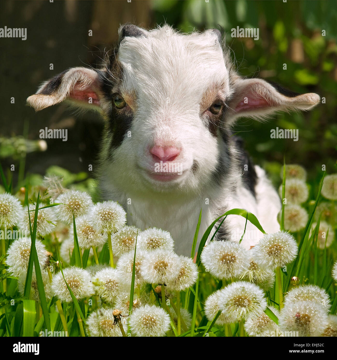 Portrait of a Goat(Capra hircus) in the flowers(Taraxacum) in the ...