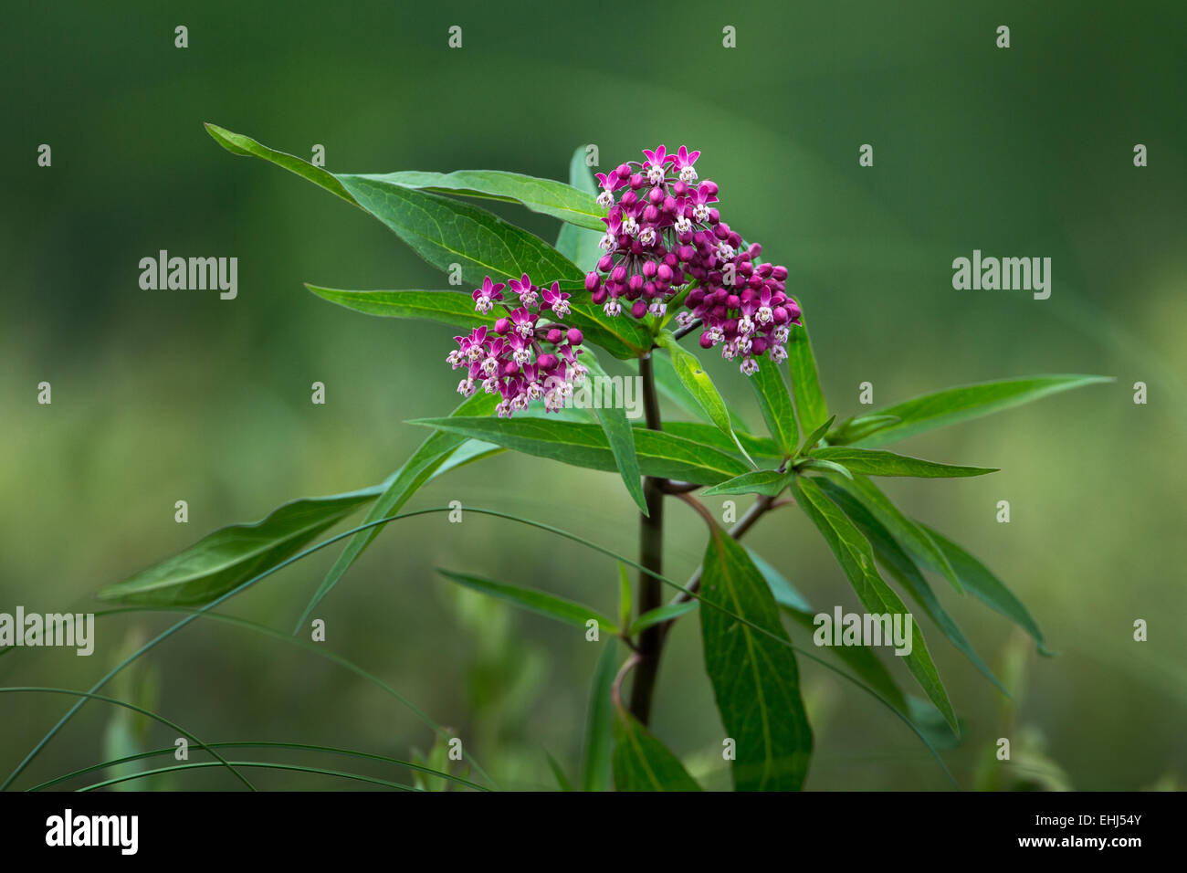 Pink flowers swamp milkweed hi-res stock photography and images - Alamy