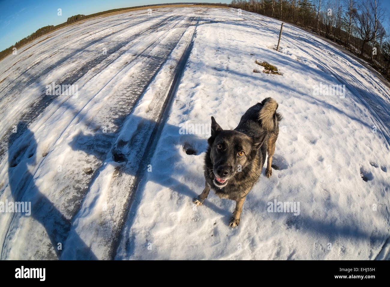 Dog Fisheye Lens High Resolution Stock Photography and Images - Alamy