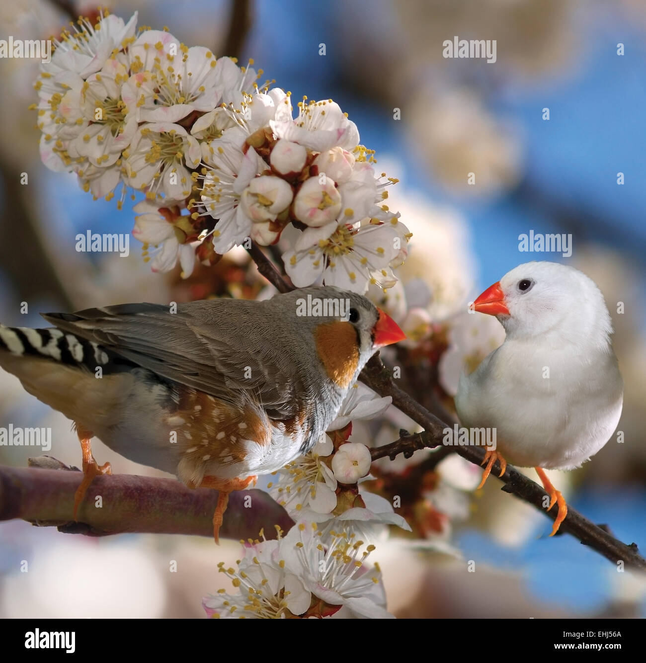Finches hi-res stock photography and images - Alamy