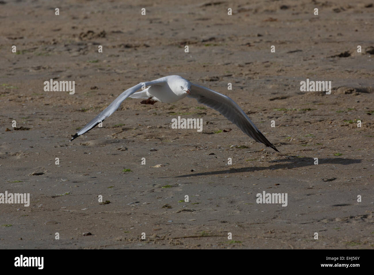Tail Wings High Resolution Stock Photography and Images - Alamy