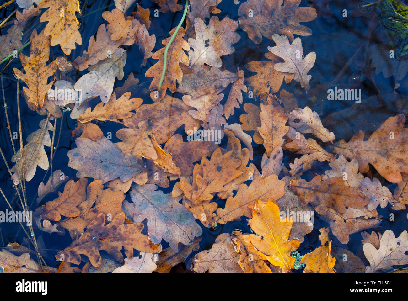 Horizontal leaves background hi-res stock photography and images - Alamy