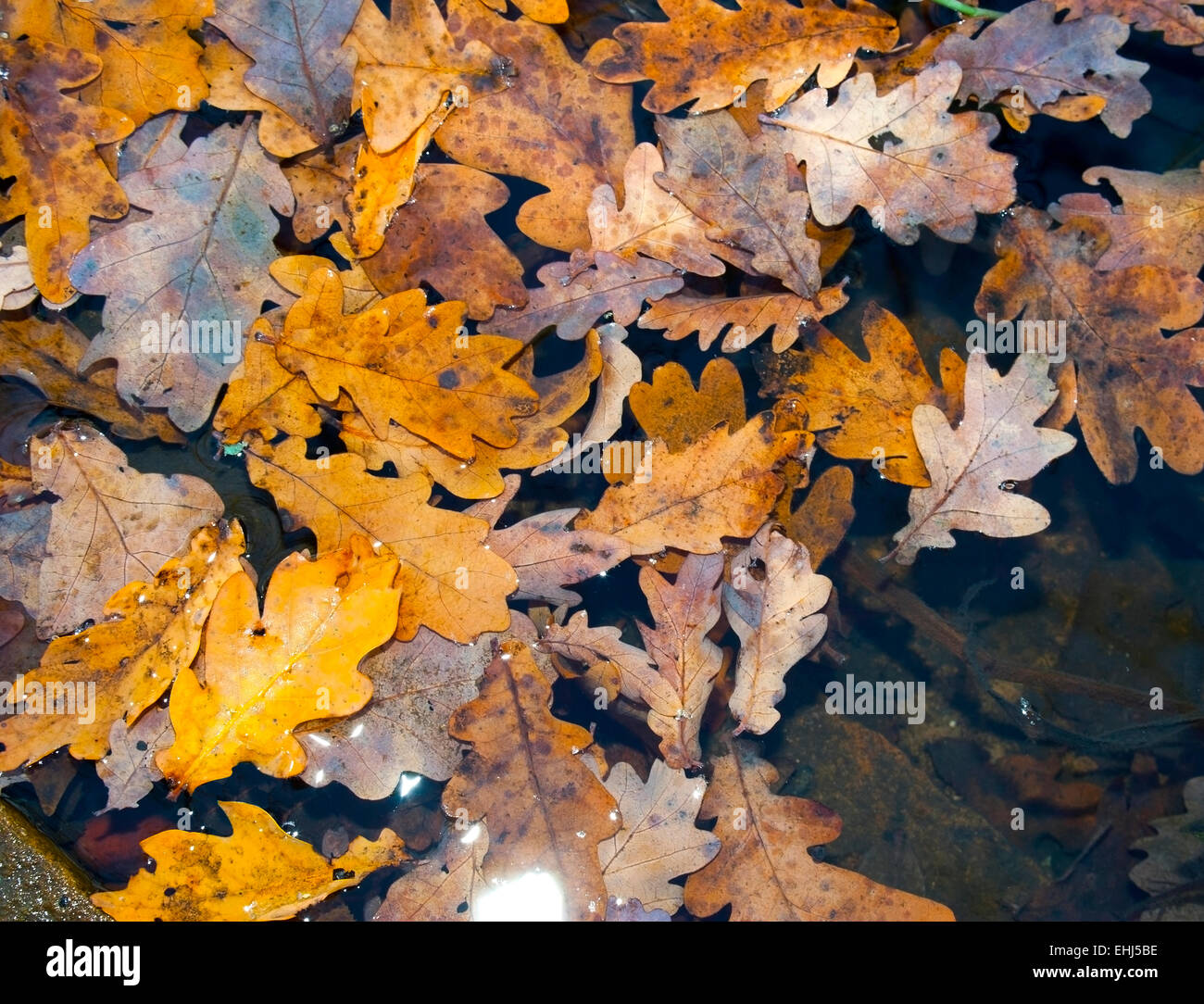 Background horizontal hi-res stock photography and images - Alamy