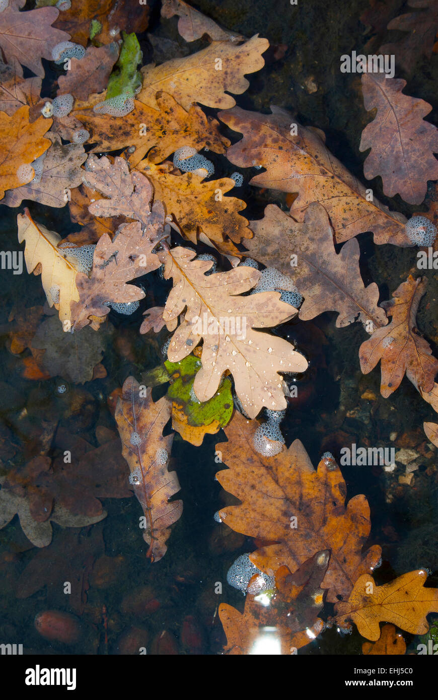 Vertical leaves background hi-res stock photography and images - Alamy